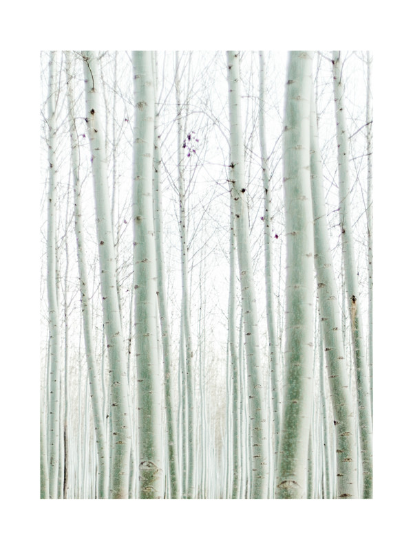 Quiet Poplars Wall Art Prints by Jenni Kupelian | Minted