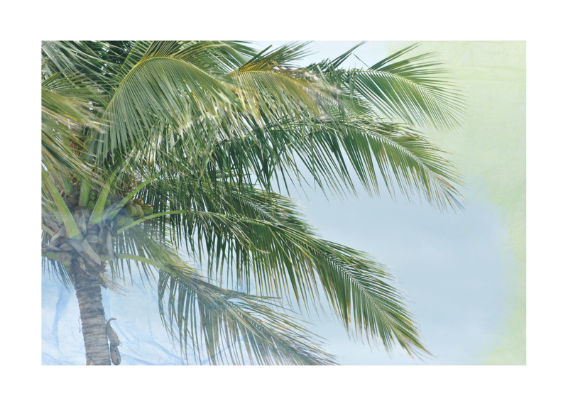 Palm Tree Abstract Wall Art Prints by Gaucho Works | Minted